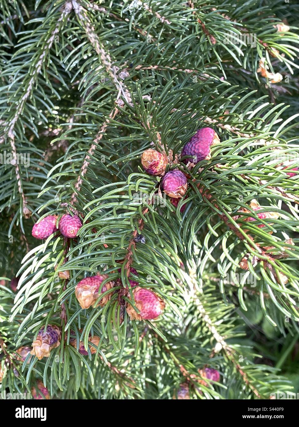Cones growing tree hi-res stock photography and images - Alamy
