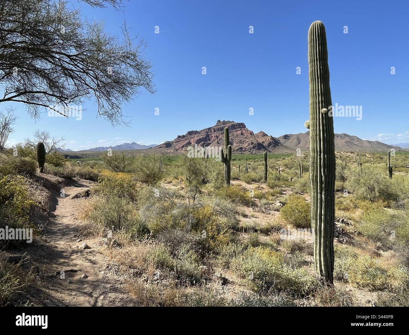 Red Mountain, Salt River Valley, Hawes Trails view, giant Saguaro cacti ...