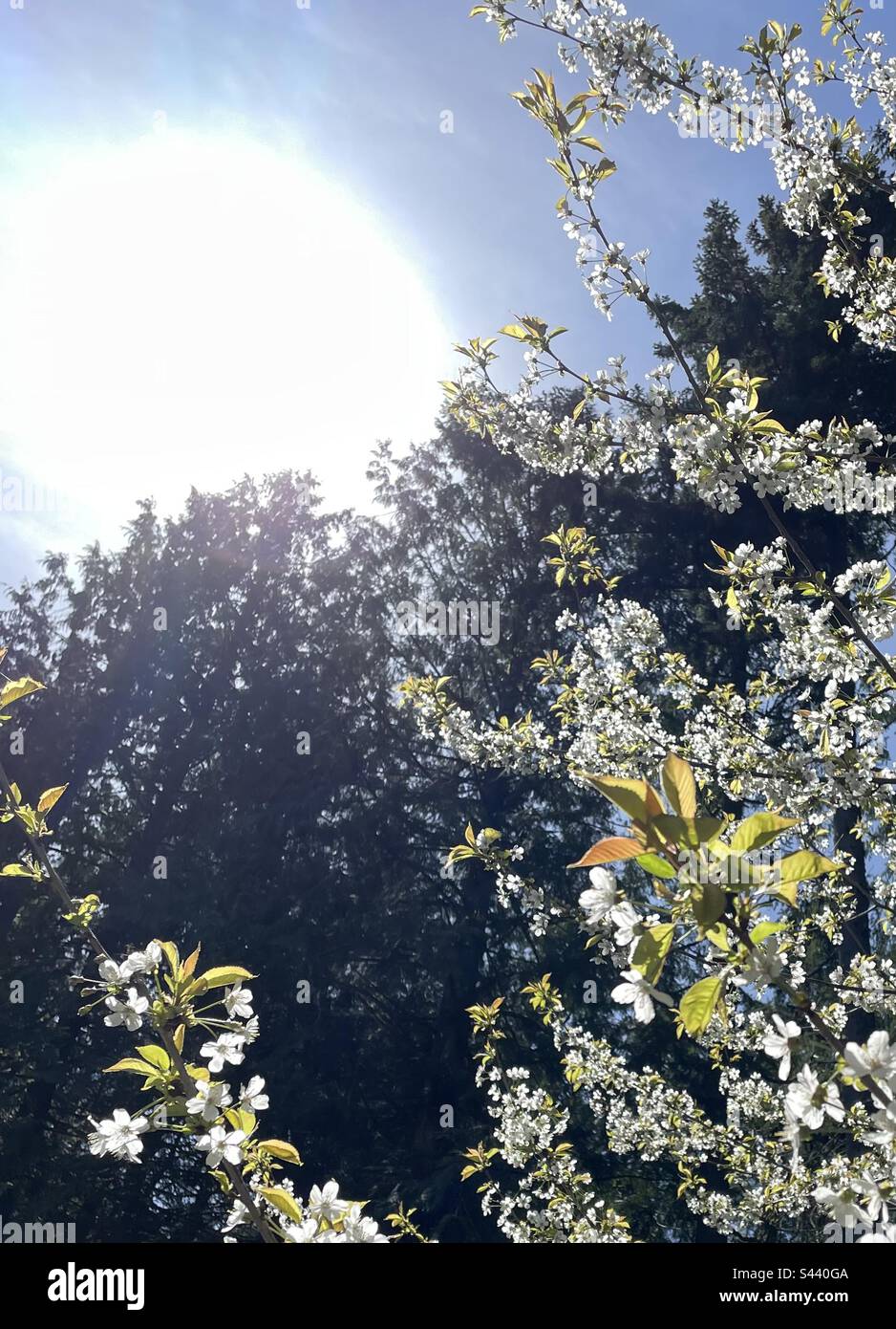 Spring shining hi-res stock photography and images - Alamy