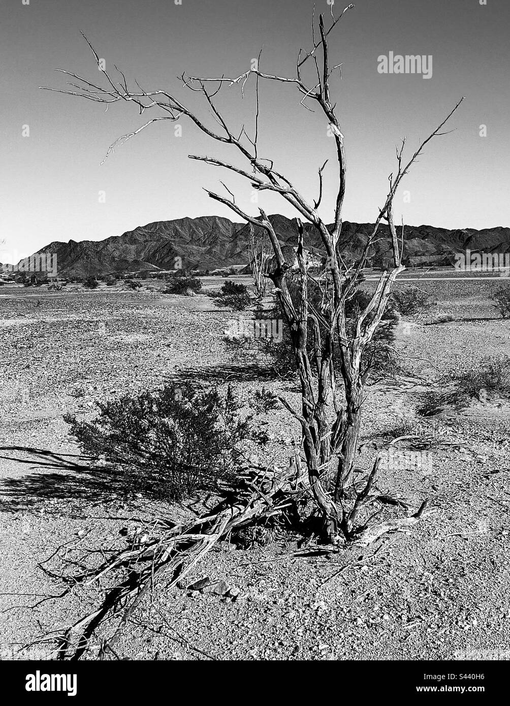 B/W desert landscape with dead bush and fallen branches Stock Photo - Alamy