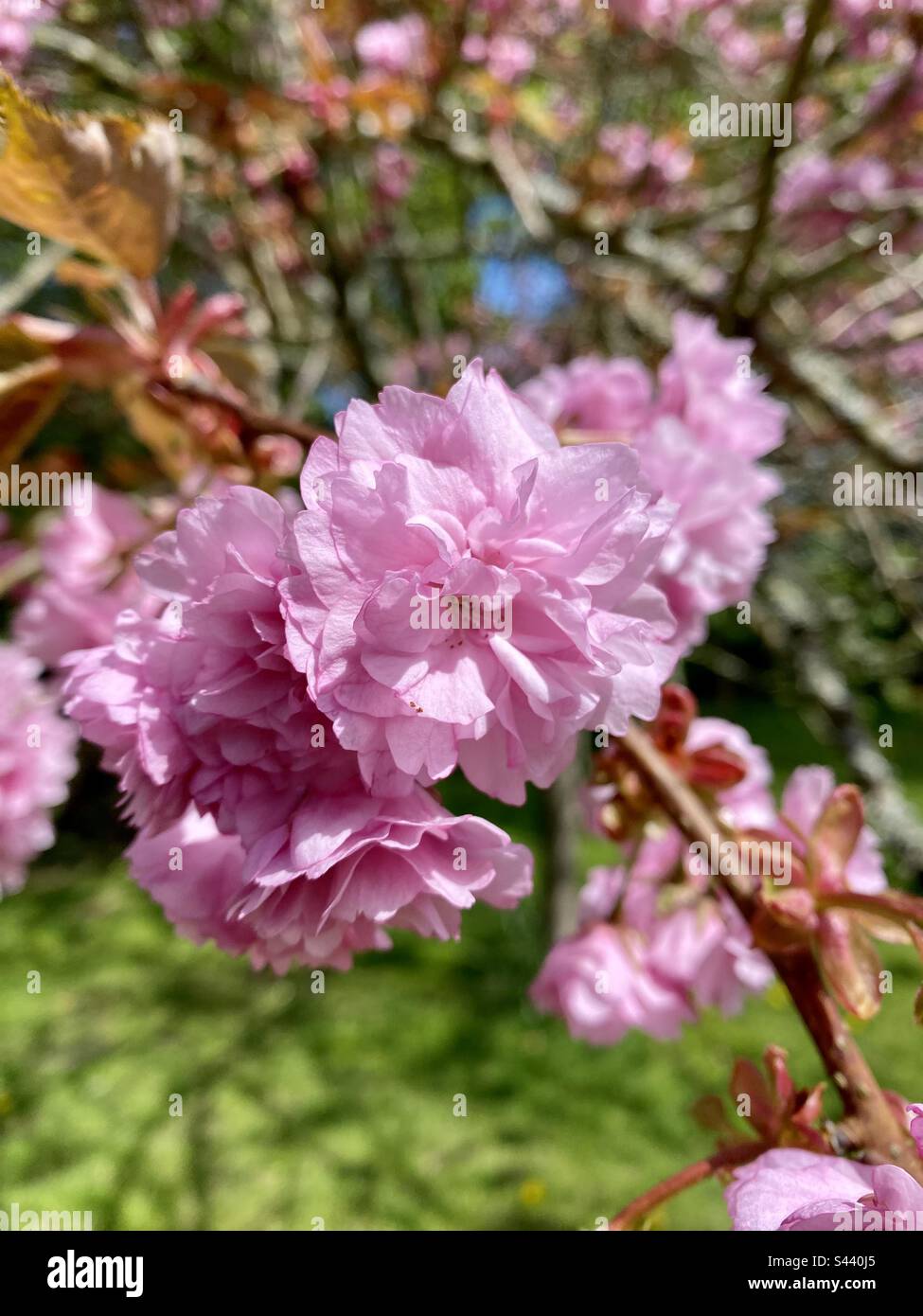Light pink cherry hi-res stock photography and images - Alamy