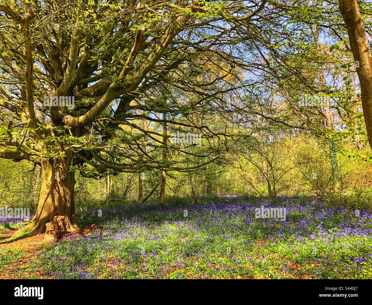 Crab wood winchester hi-res stock photography and images - Alamy