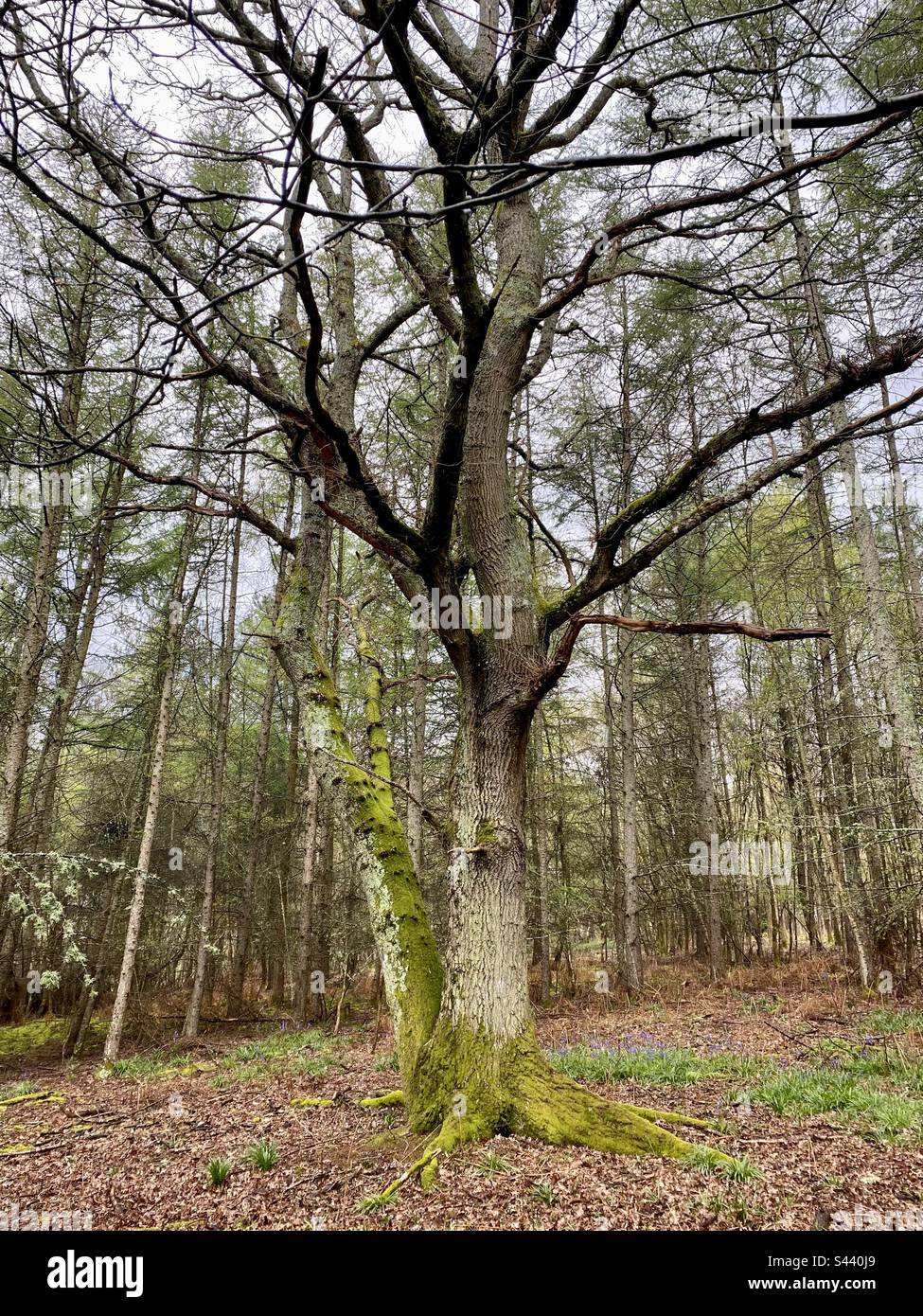 Tree clearing hi-res stock photography and images - Alamy