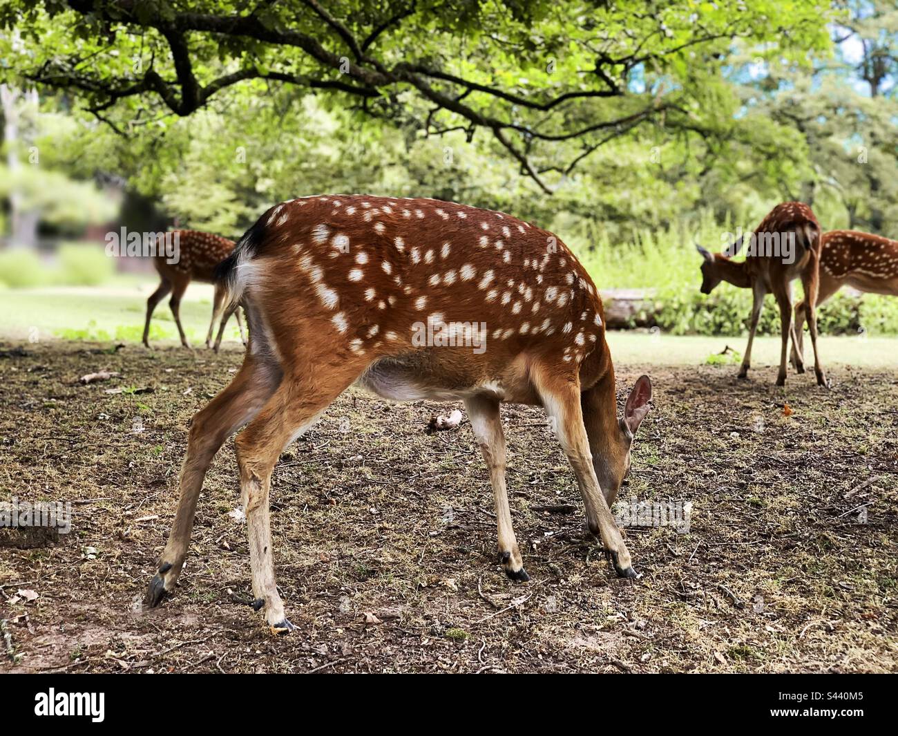 Deer greenery hi-res stock photography and images - Alamy