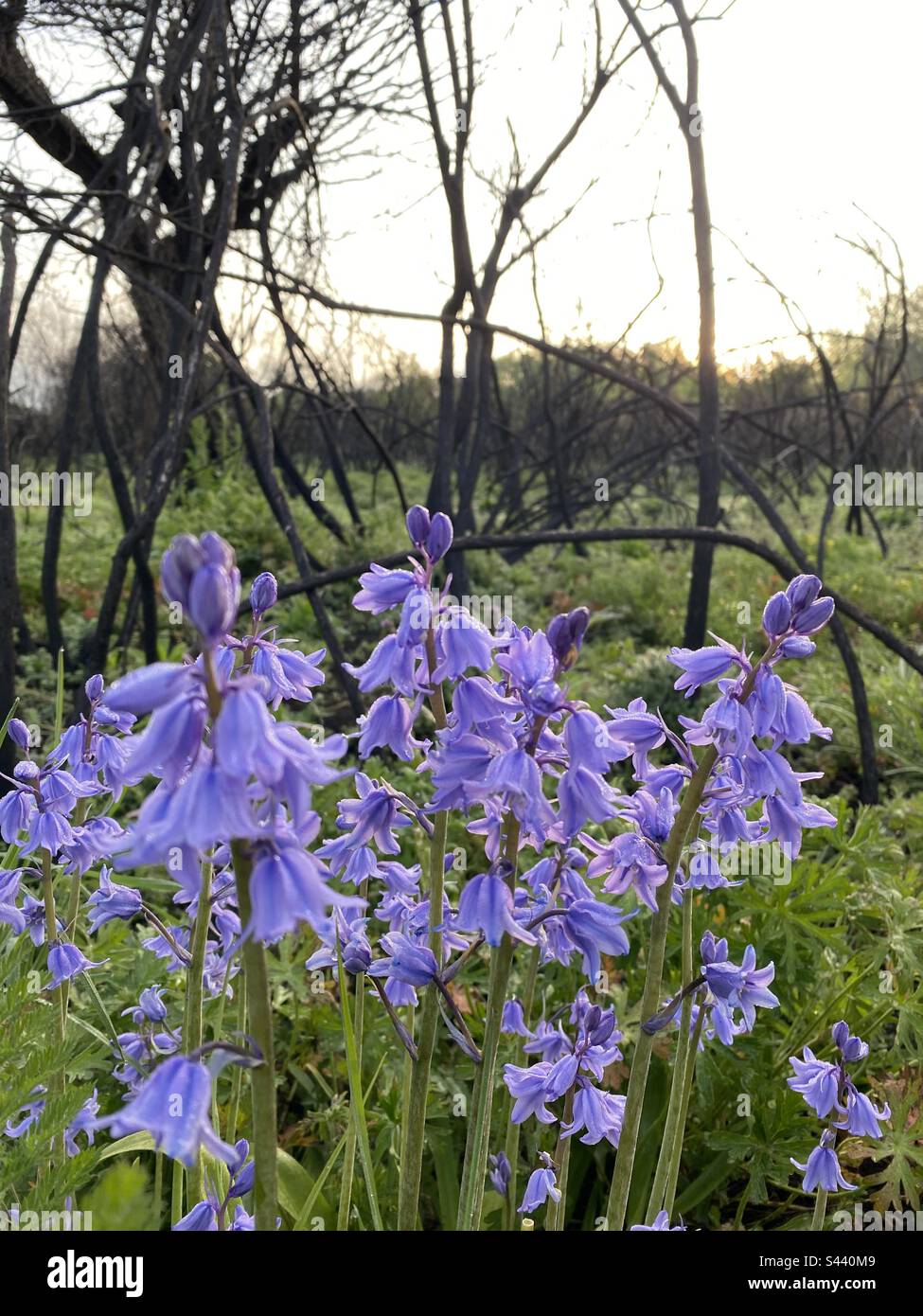 Bluebell sunrise hi-res stock photography and images - Alamy