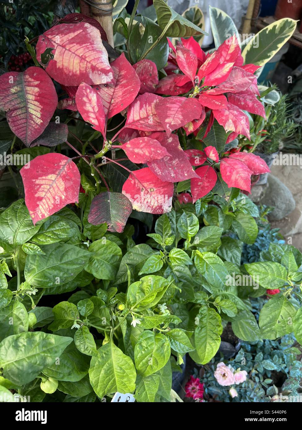 Red plants trees hi-res stock photography and images - Alamy