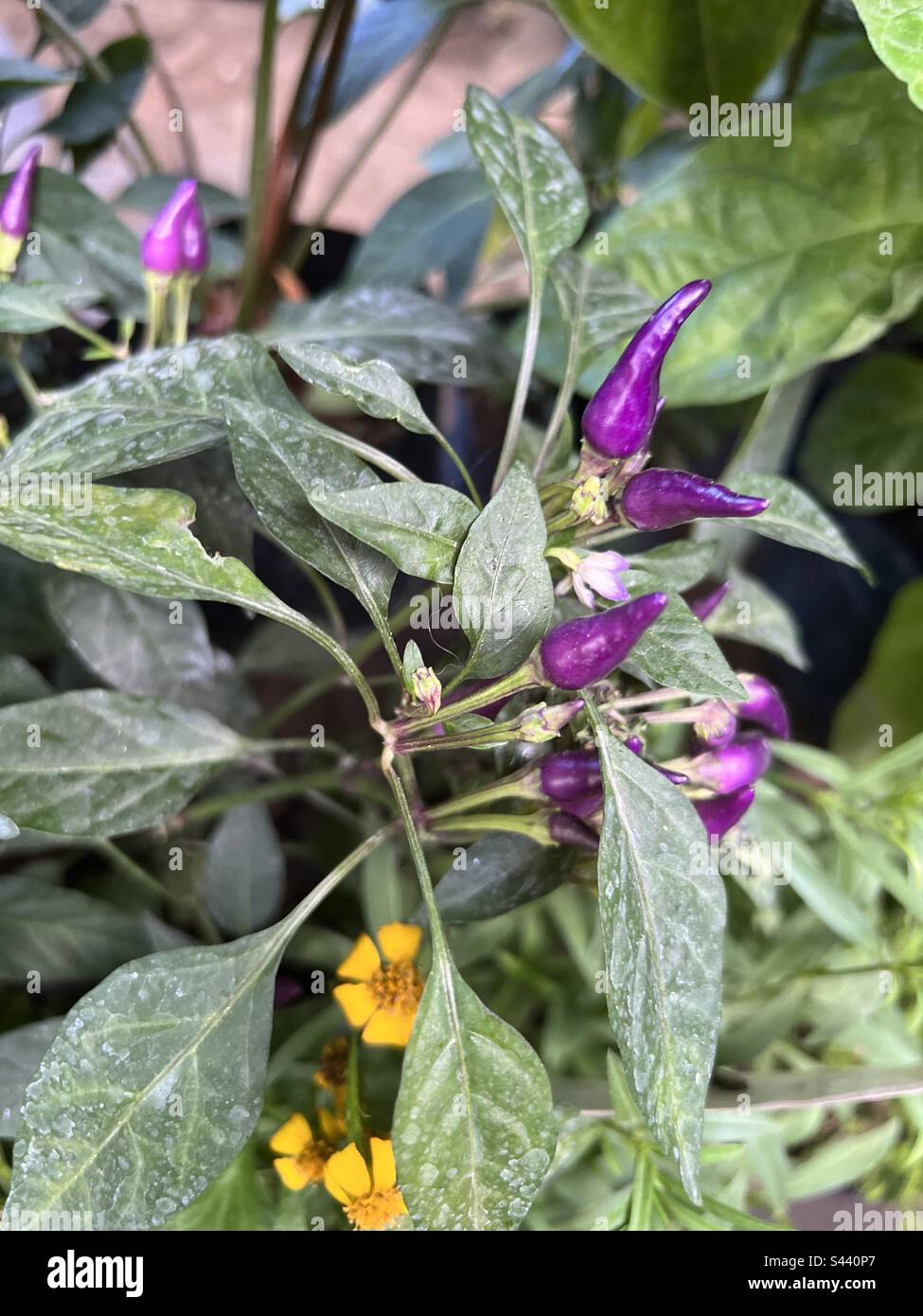 Hot purple hi-res stock photography and images - Alamy