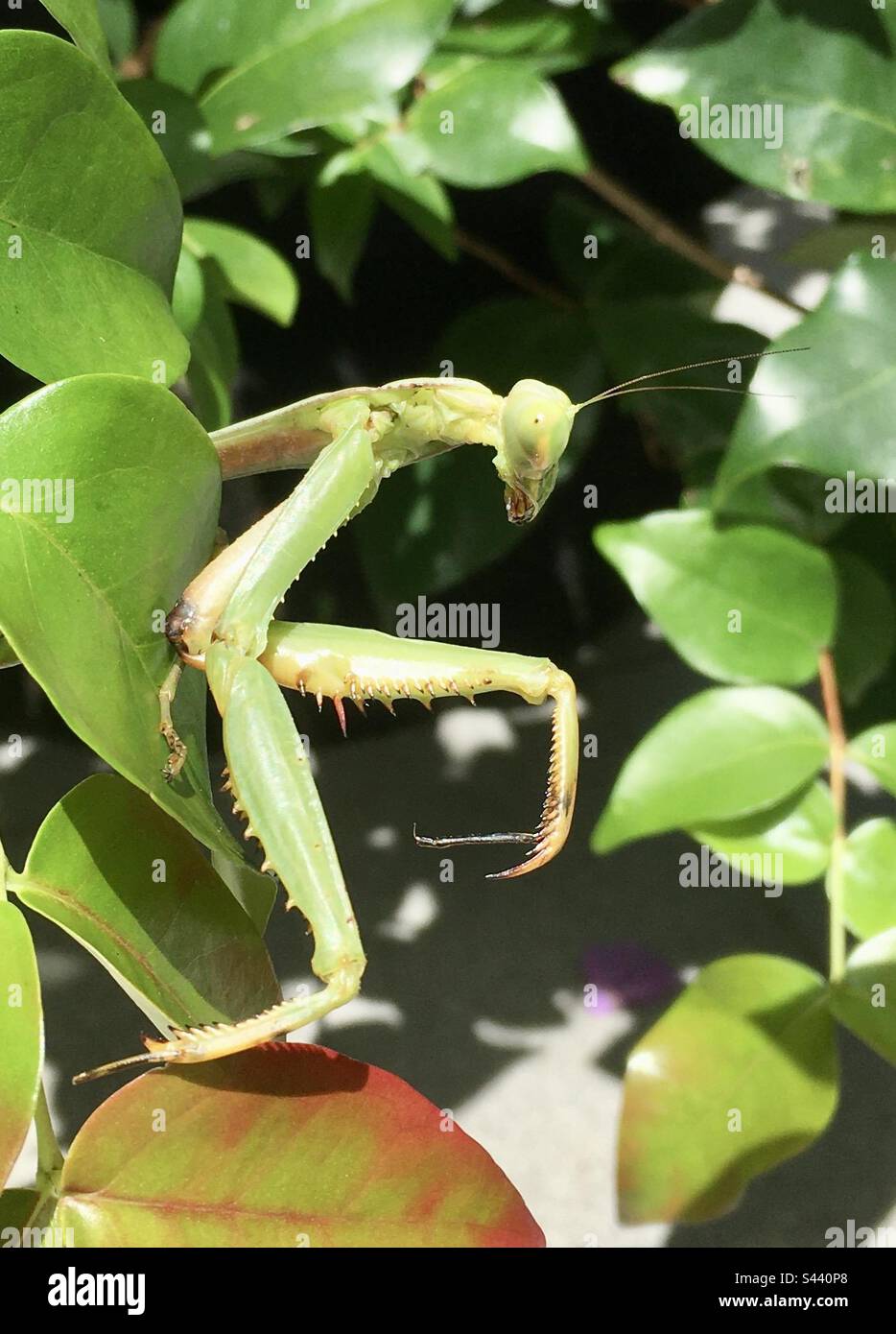 Preying mantis hi-res stock photography and images - Alamy