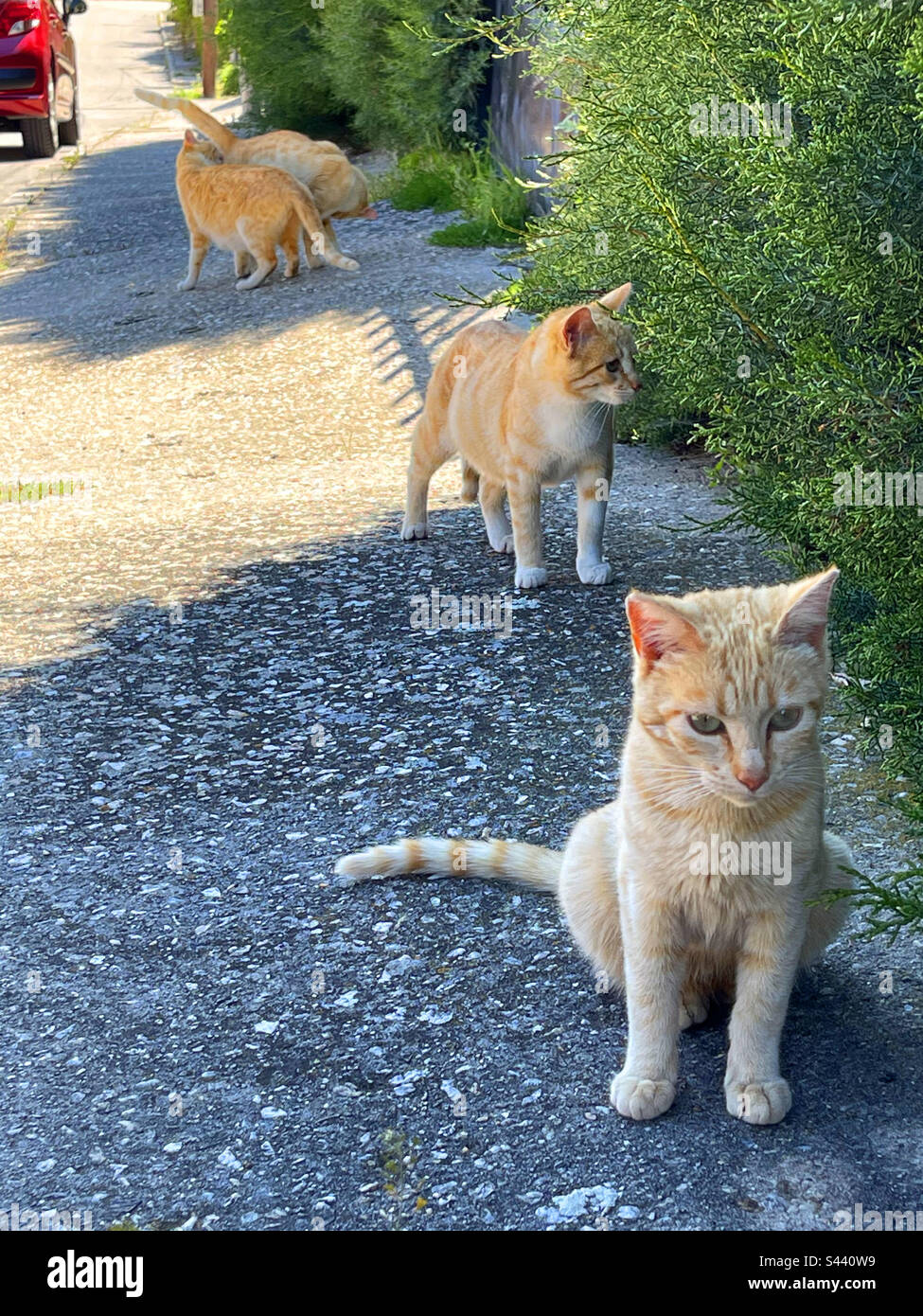 Stray cats hi-res stock photography and images - Alamy