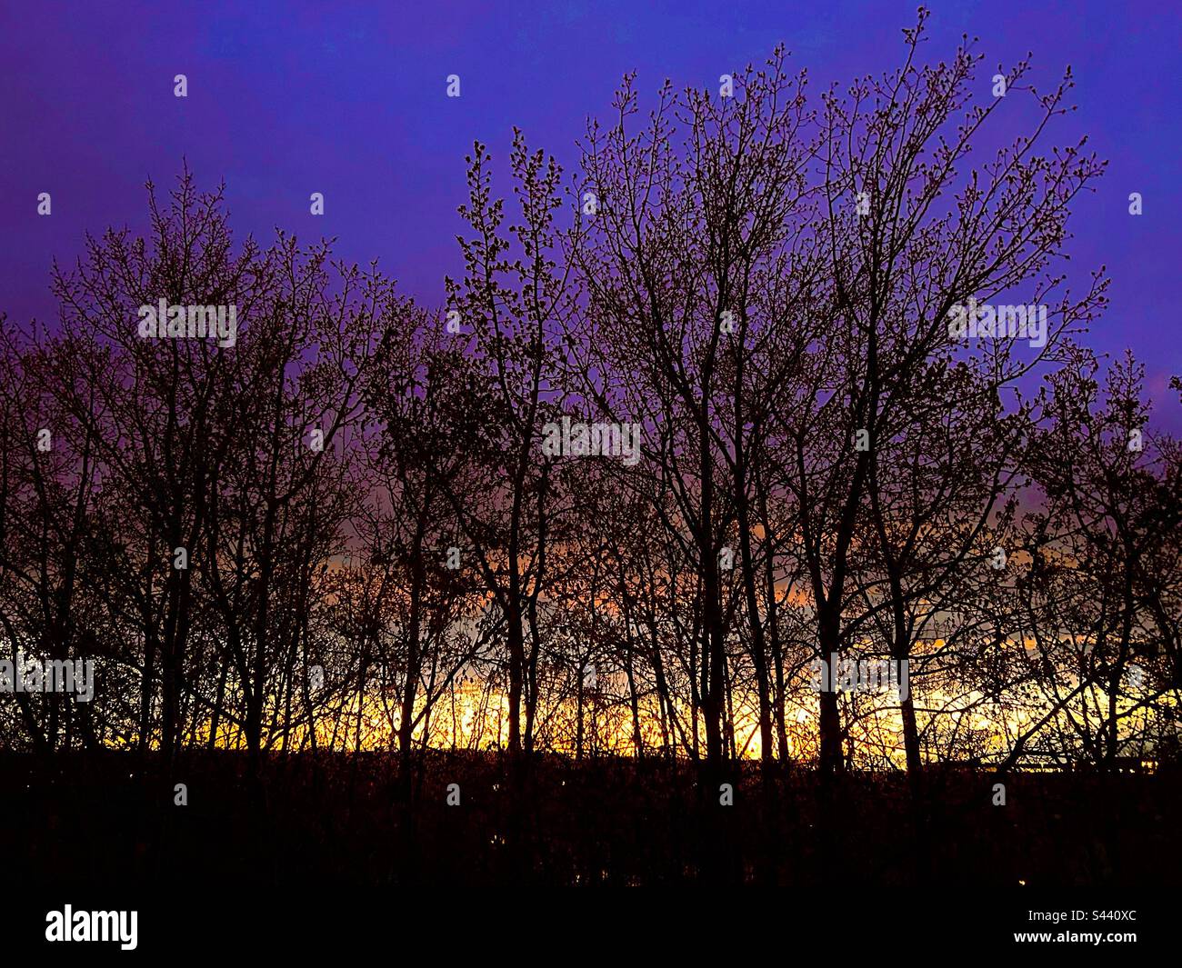 Grove of aspen trees hi-res stock photography and images - Alamy