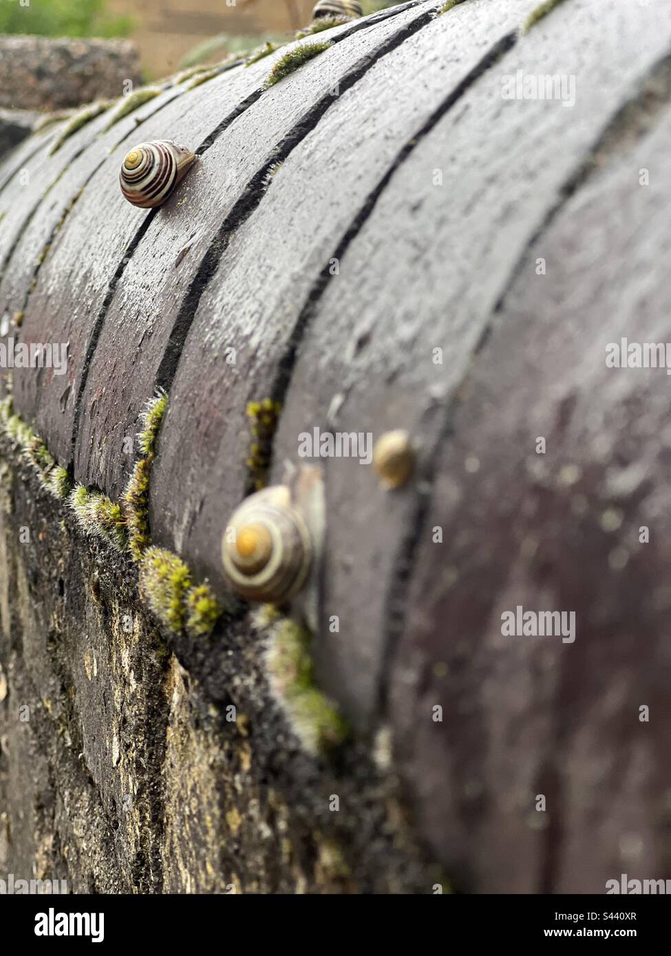 Family of snails climbing a brick wall Stock Photo - Alamy