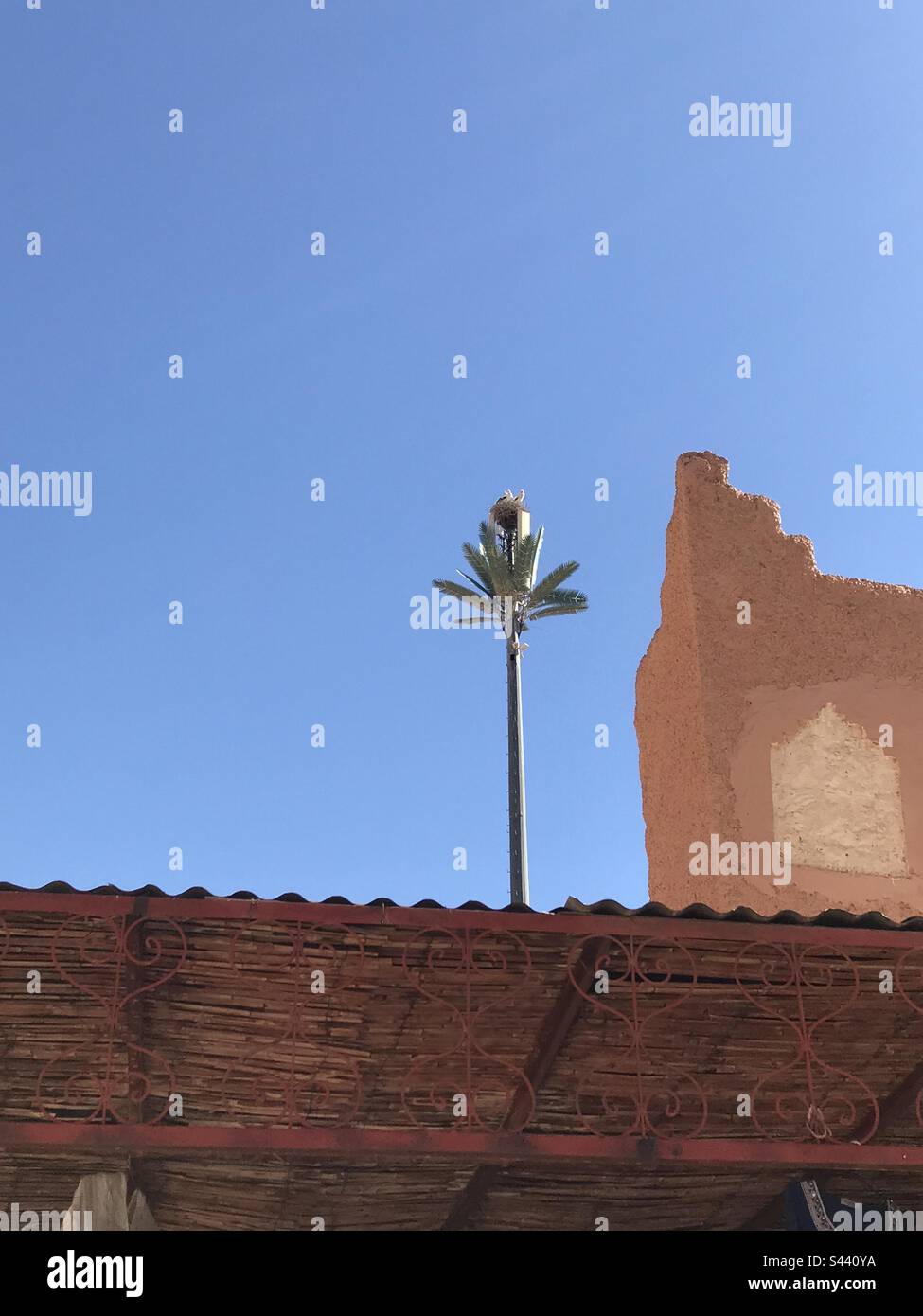 Breeding birds of morocco hi-res stock photography and images - Alamy