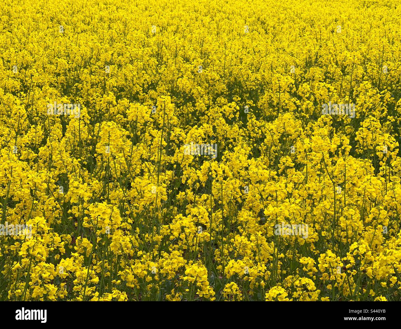 Field of yellow flowers on a crop of oilseed rape in a farm field ...