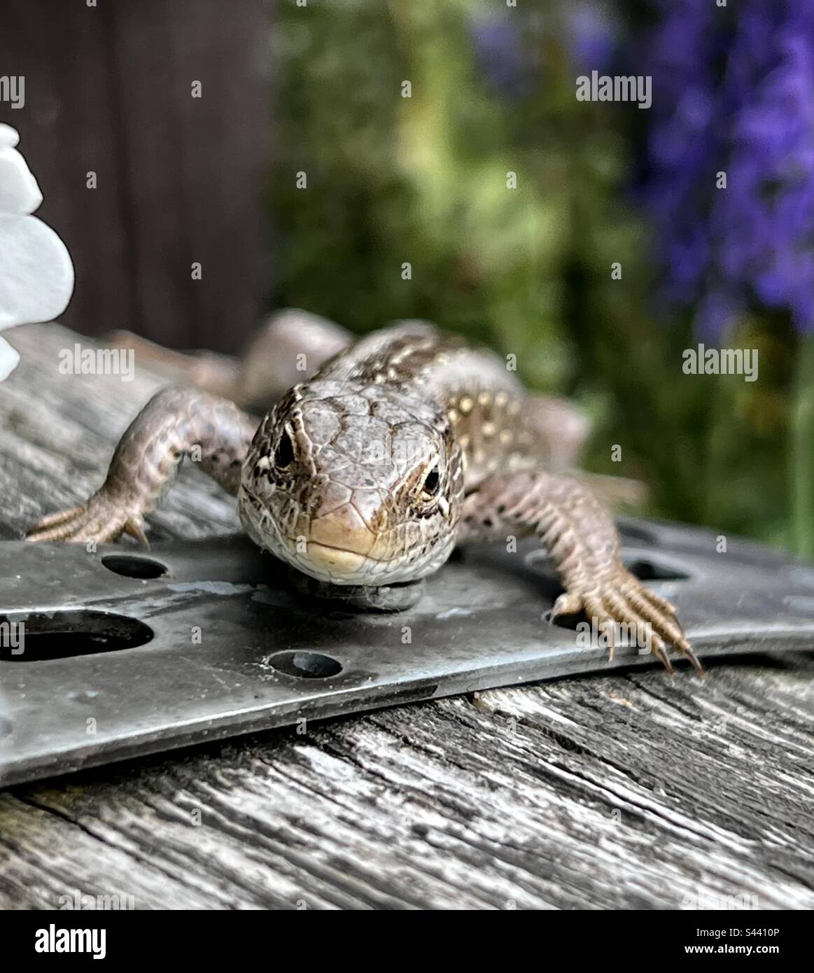 Grey lizard hi-res stock photography and images - Alamy