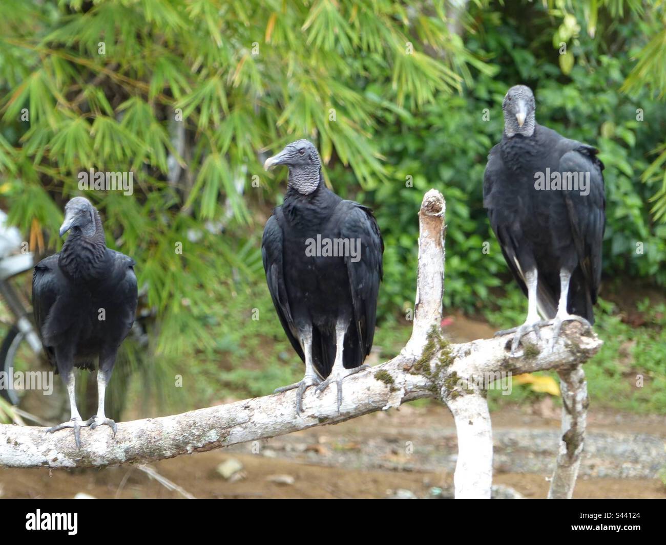 Three black vultures on a branch Stock Photo - Alamy