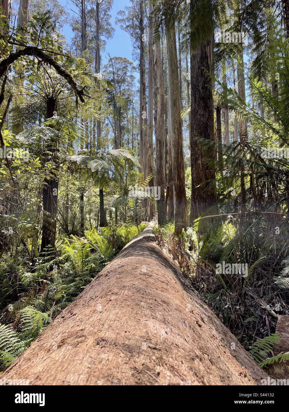 Giant australian tree hi-res stock photography and images - Alamy