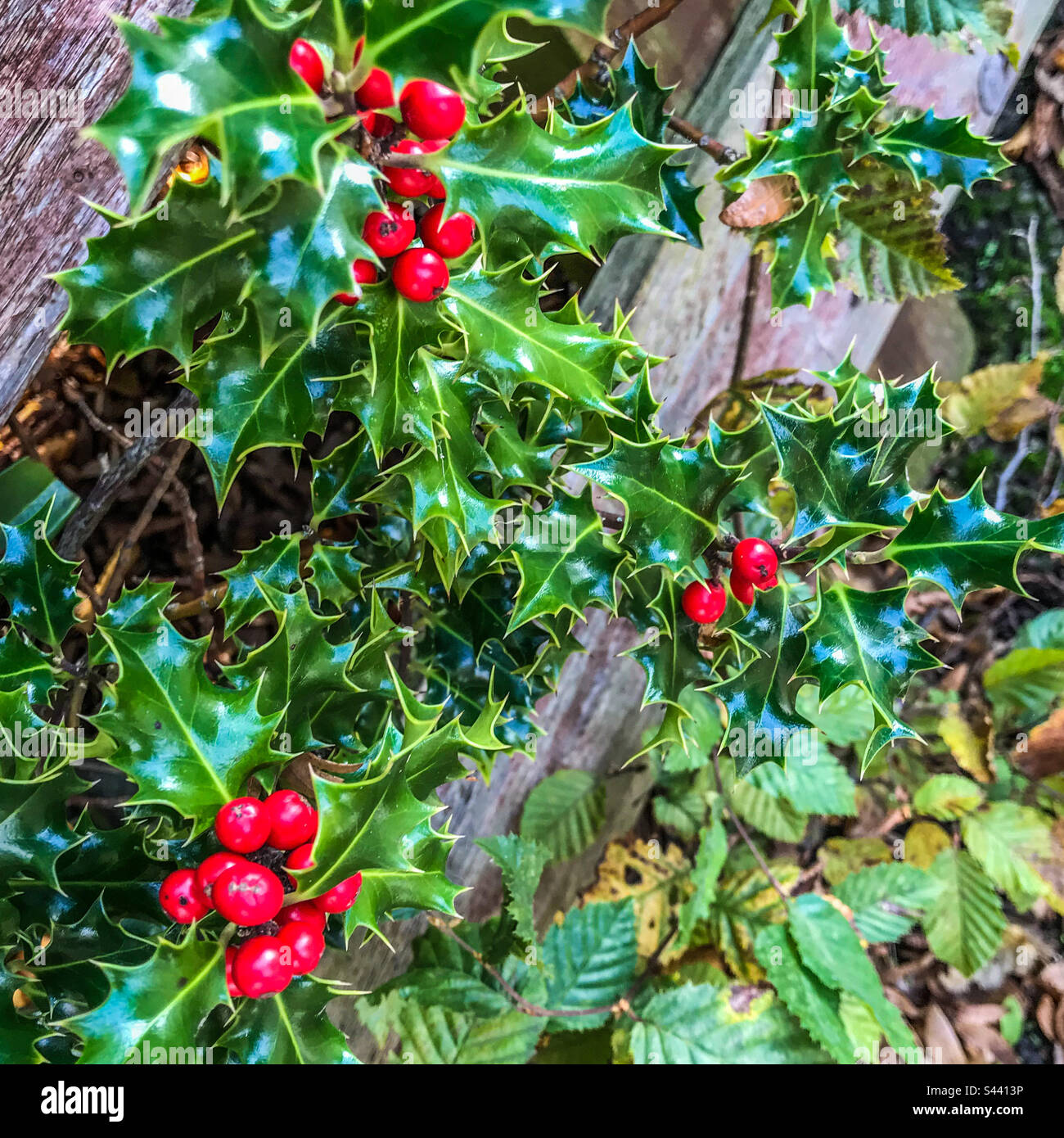 Holly plant berries hi-res stock photography and images - Alamy