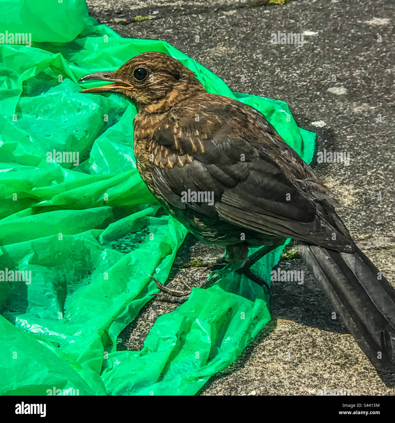 Baby garden bird hi-res stock photography and images - Alamy