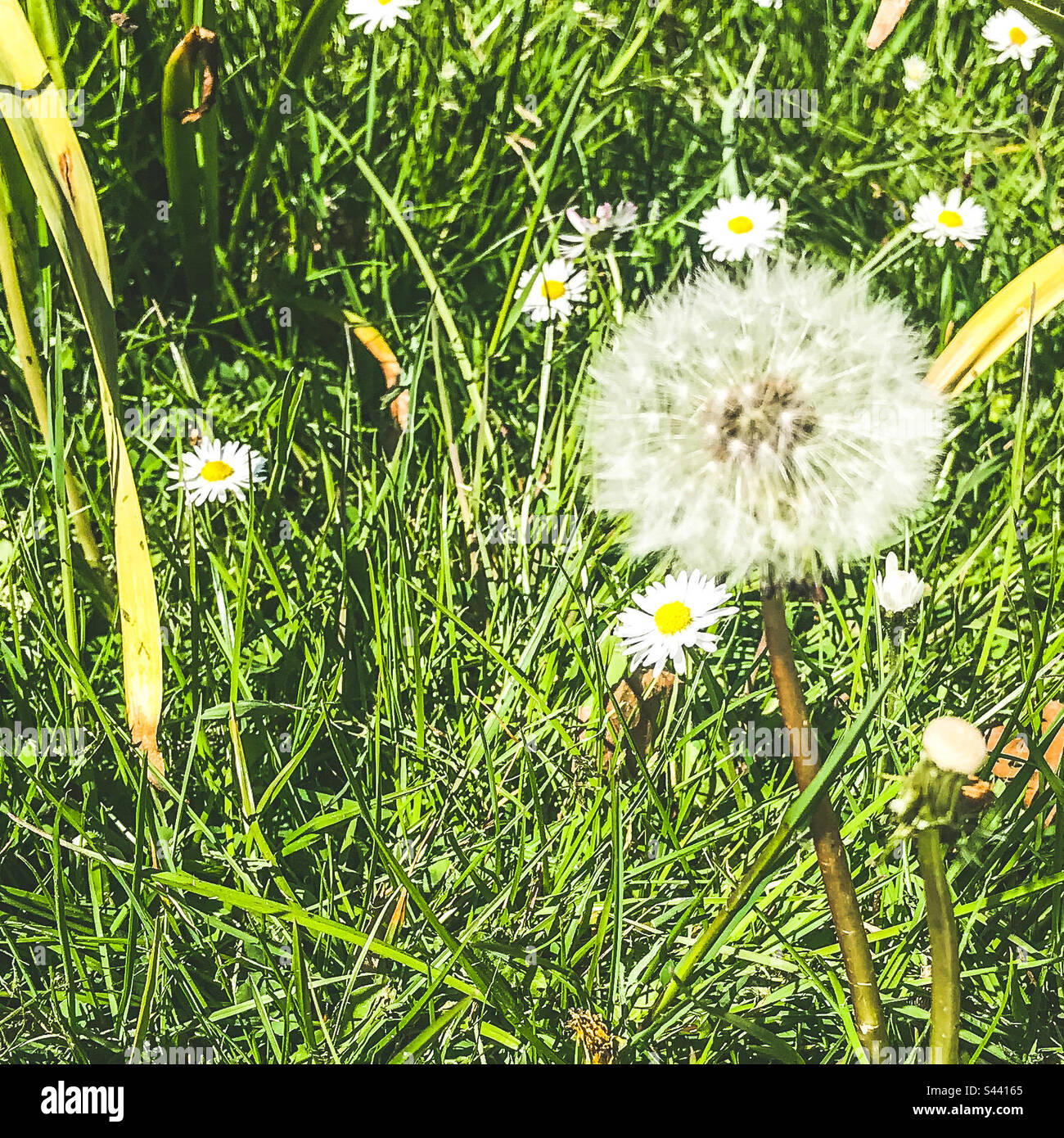 Dandelion fluff stockimo hi-res stock photography and images - Alamy