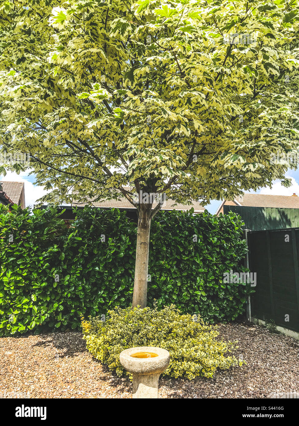 Garden and tree hi-res stock photography and images - Alamy