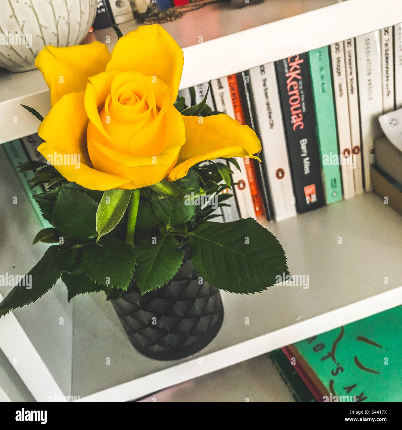 Spring yellow rose flowers hi-res stock photography and images - Alamy