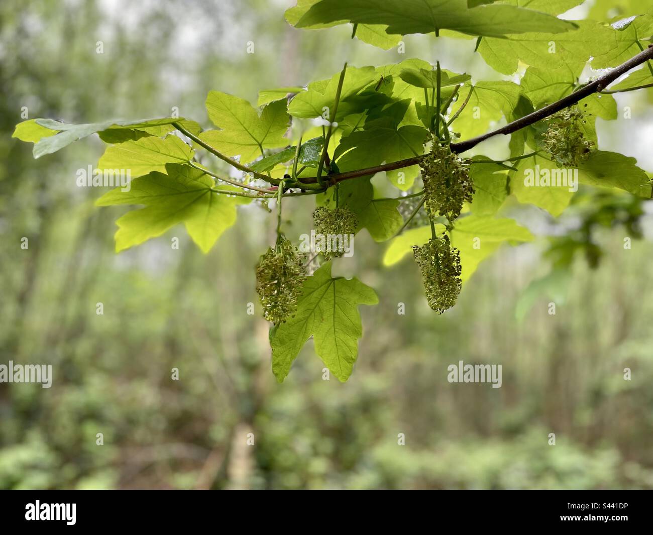 Maple catkins hi-res stock photography and images - Alamy