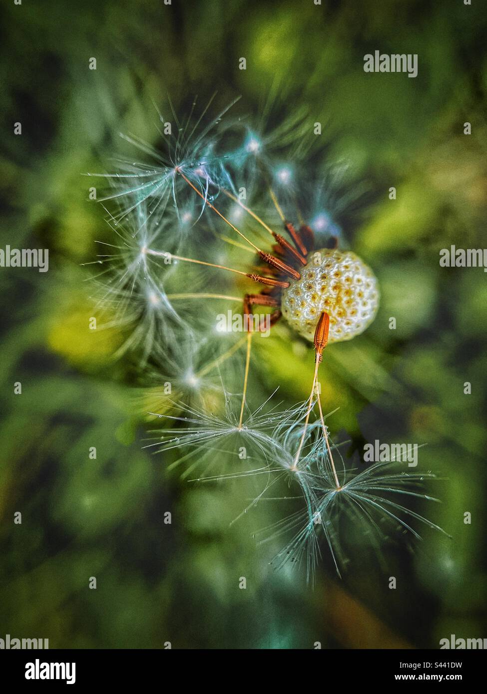 Dandelion seed head close up, partial pappus Stock Photo - Alamy