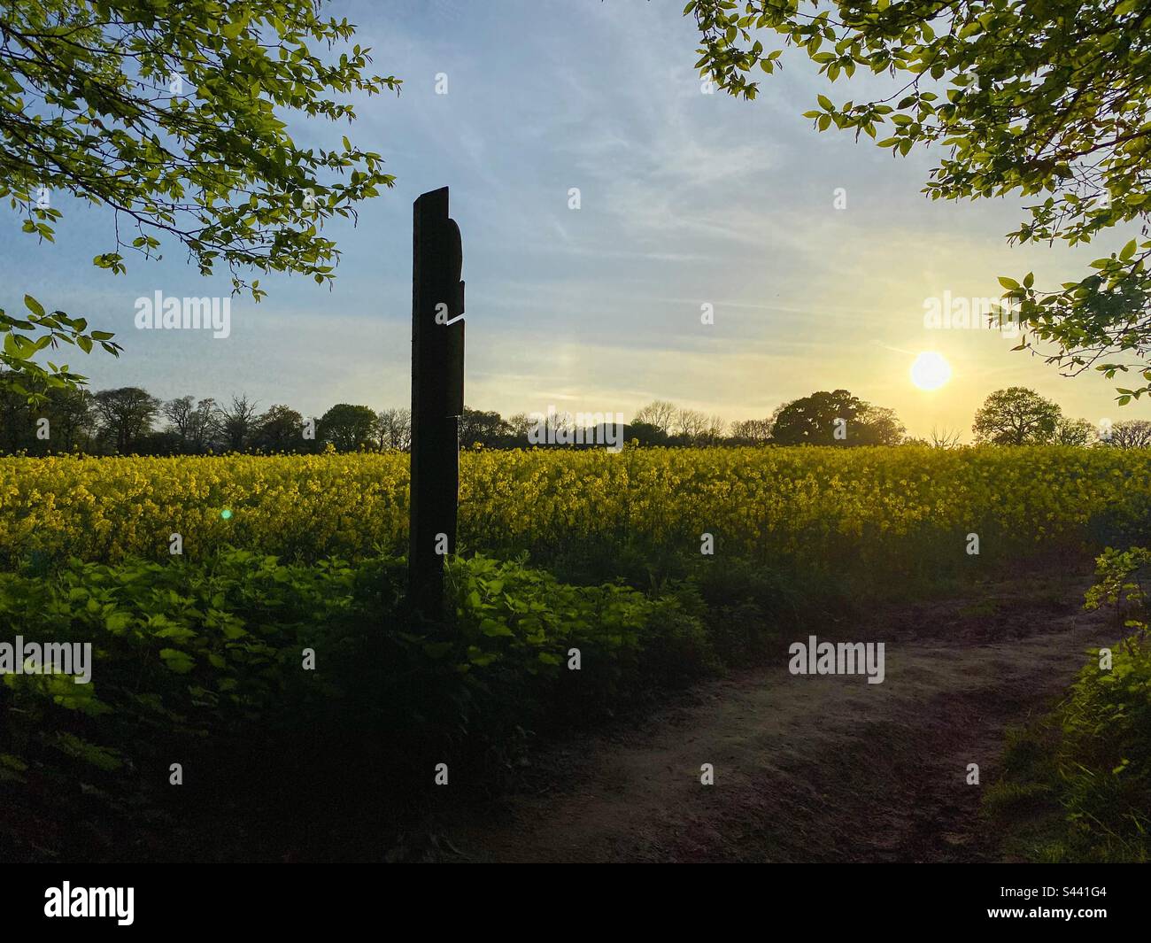 Spring evening in the Surrey countryside Stock Photo - Alamy