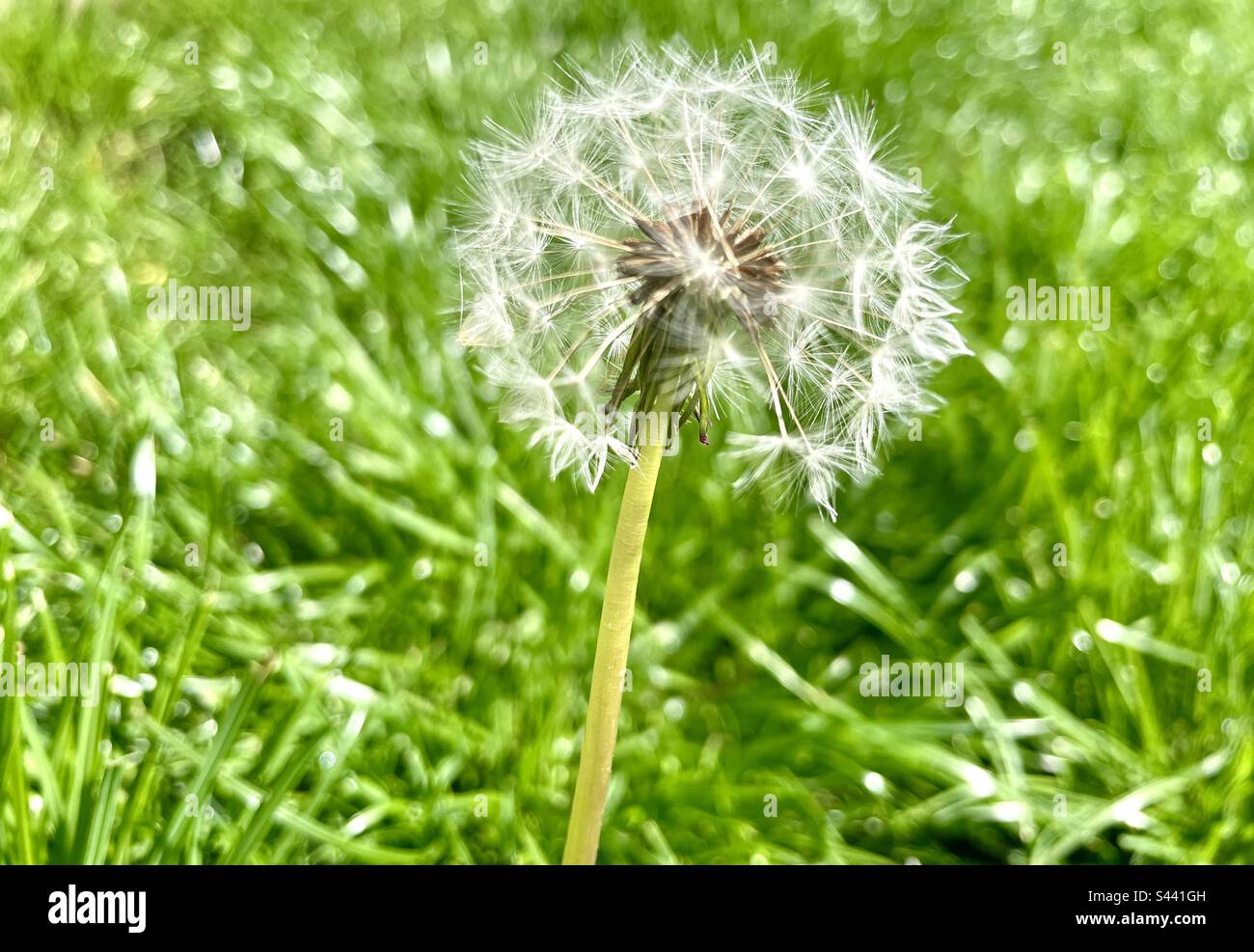 Make a Wish Stock Photo - Alamy