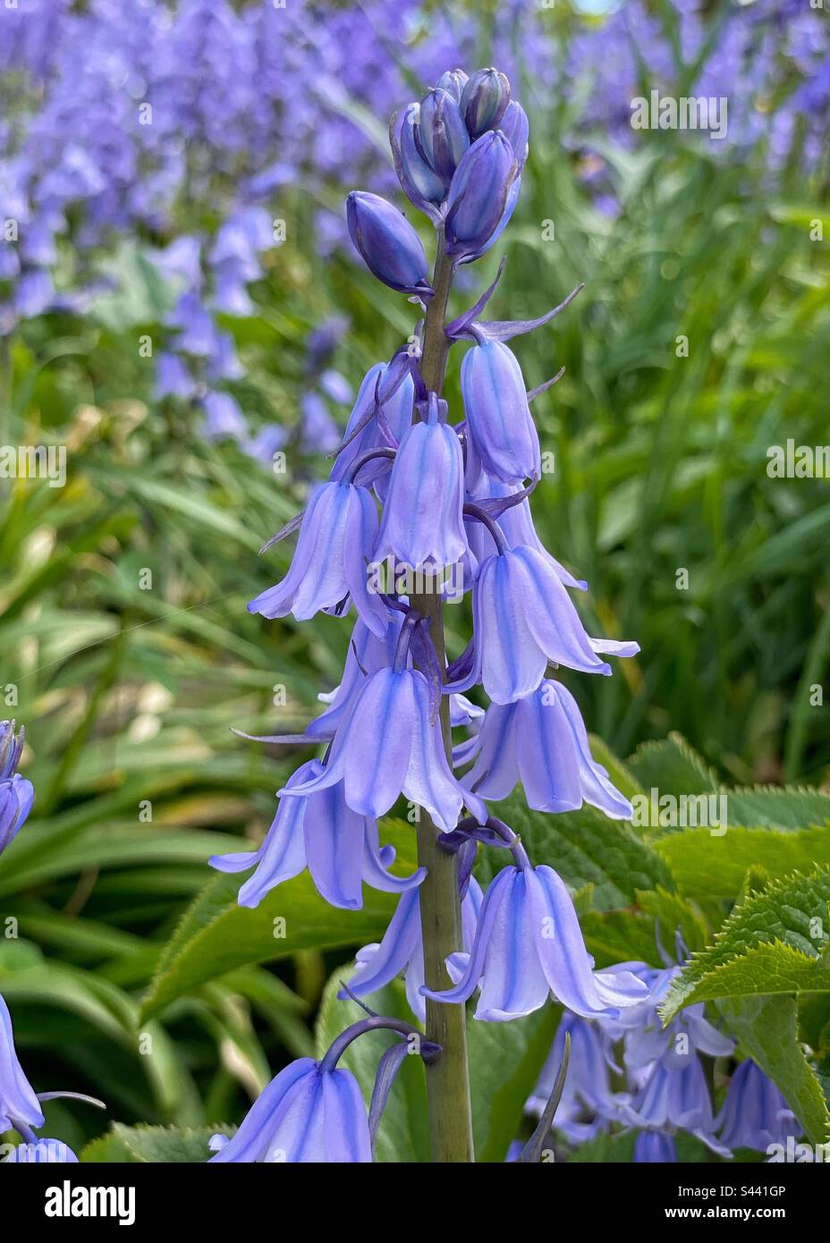 Spanish Bluebell (Hyacinthoides hispanica Stock Photo - Alamy