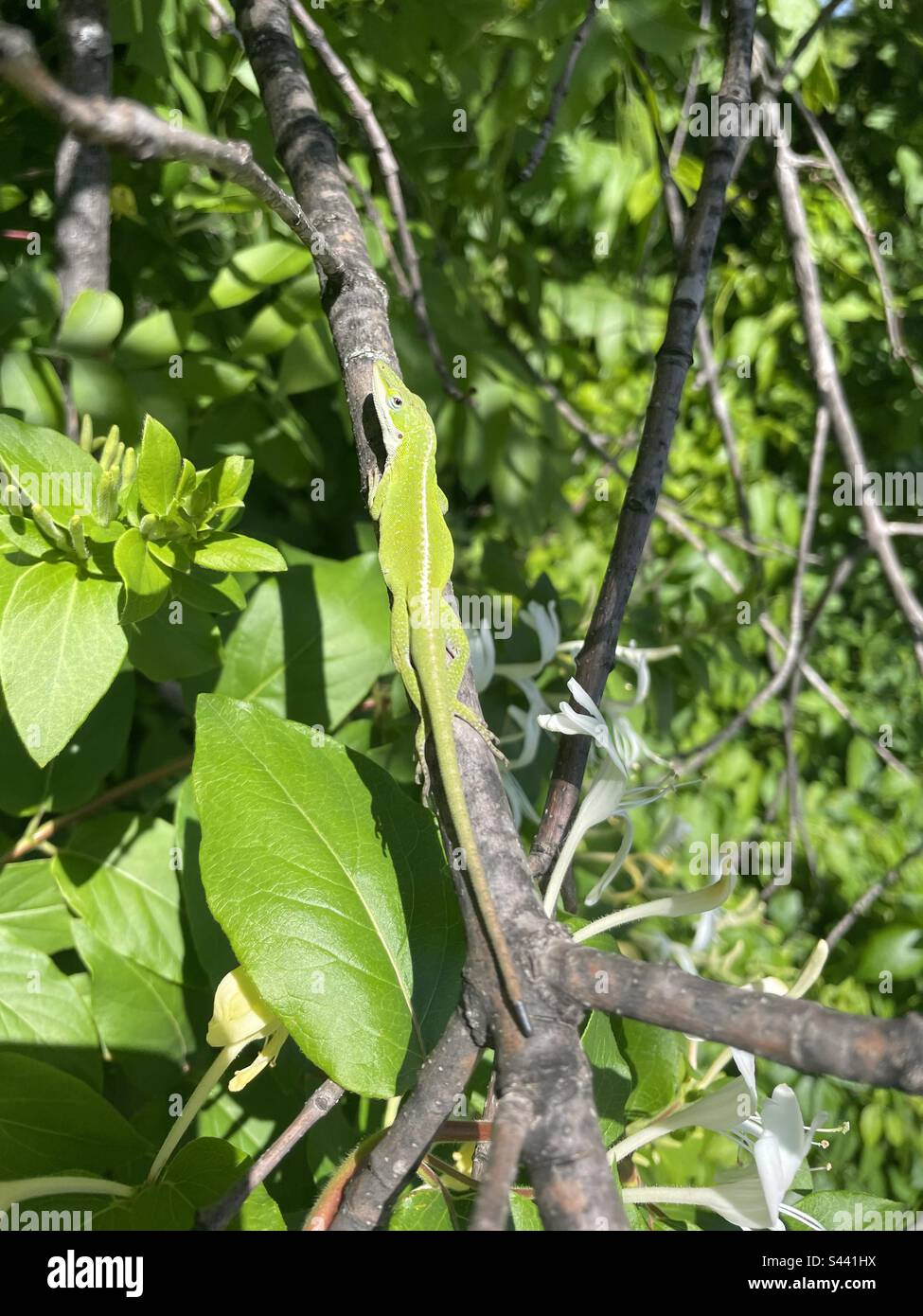 Sunbathing spring hi-res stock photography and images - Alamy