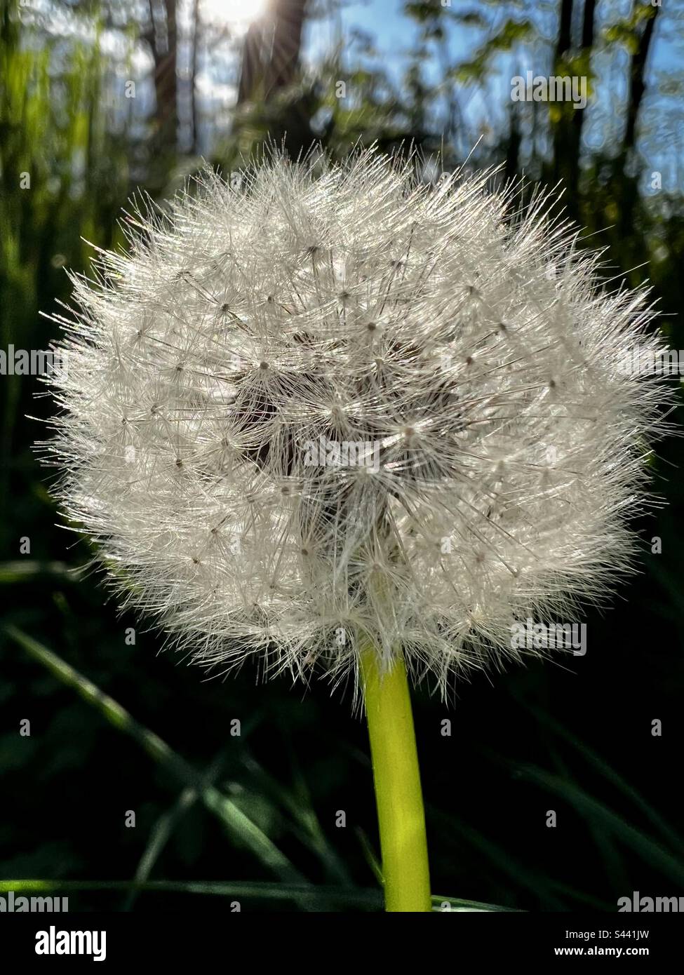 Butter flower hi-res stock photography and images - Alamy