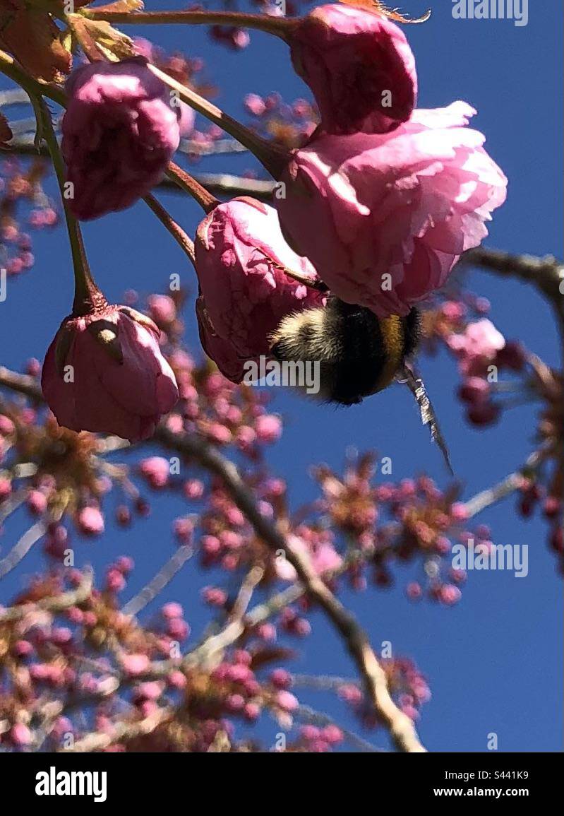 Cute bumblebee hi-res stock photography and images - Alamy