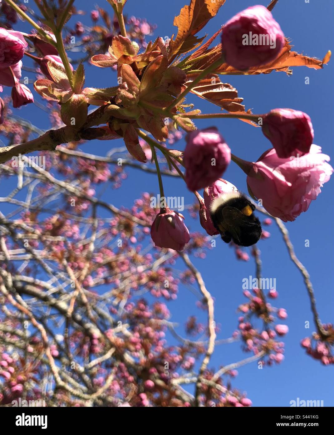 Bumblebee spring hi-res stock photography and images - Alamy