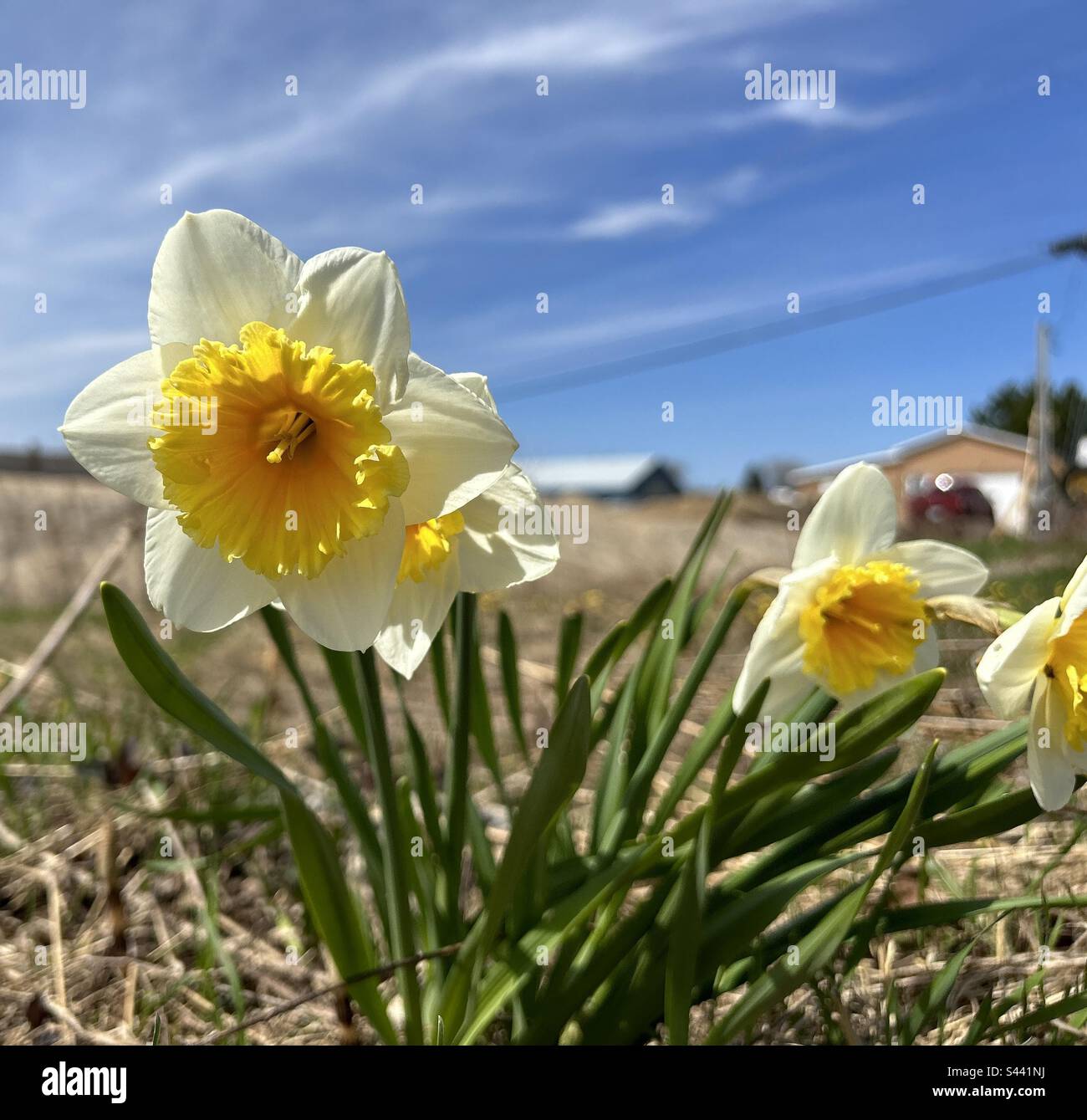In mid-spring, daffodils stand proudly in the garden. They are the ...