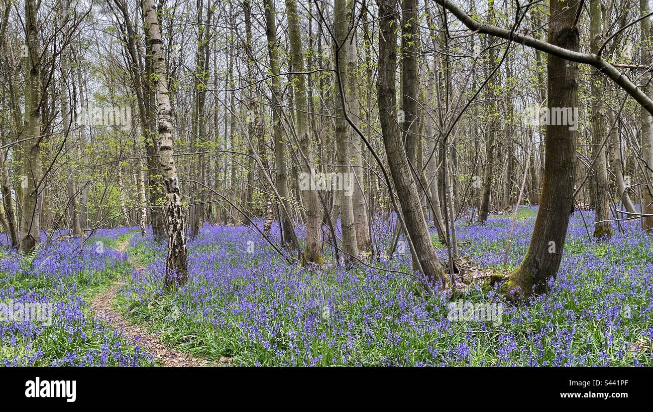 Bluebells at King’s Wood, Challock, Kent Stock Photo - Alamy