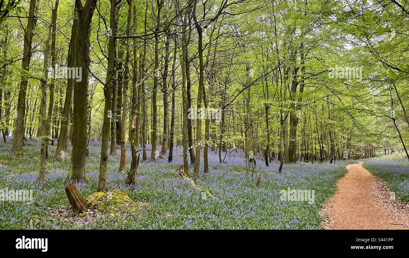 Kent challock kings wood bluebells hi-res stock photography and images ...
