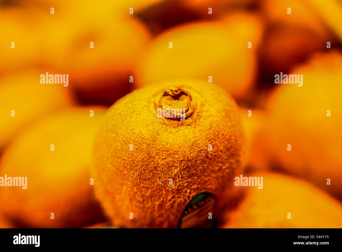 Kiwi on display hi-res stock photography and images - Alamy
