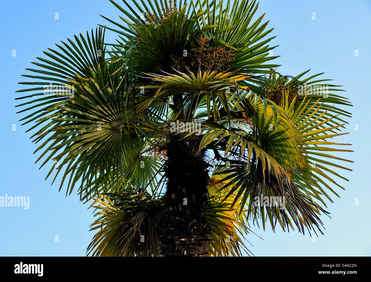 Southern crown hi-res stock photography and images - Alamy