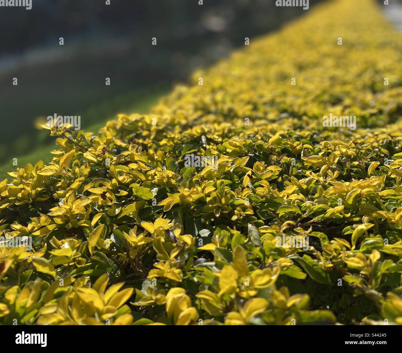 Bush yellow leaves hi-res stock photography and images - Alamy
