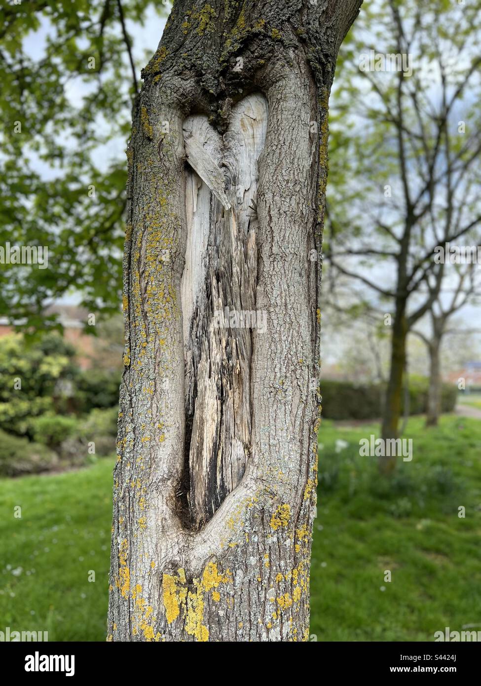 Tree in heart shape hi-res stock photography and images - Alamy