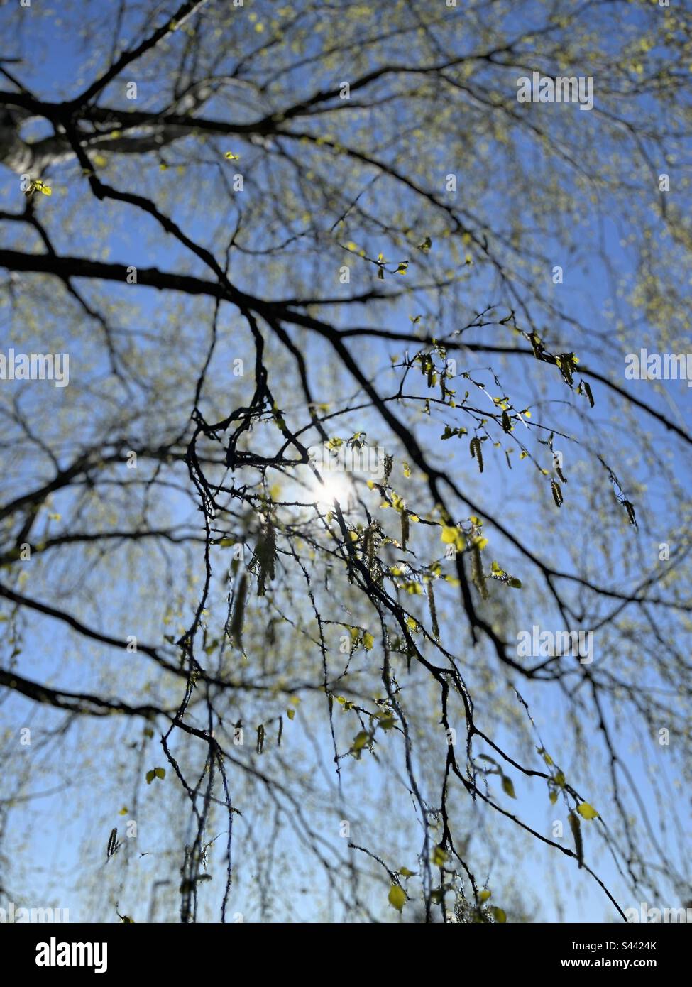 Dappled light through leaves hi-res stock photography and images - Alamy