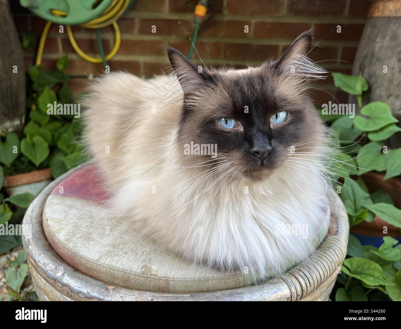 Furry cat hi-res stock photography and images - Alamy