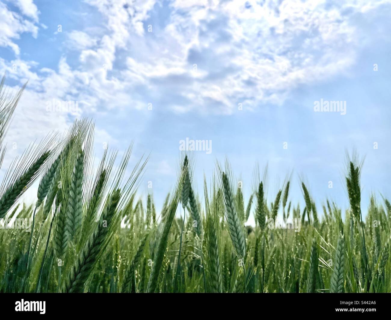 Spighe di grano hi-res stock photography and images - Alamy