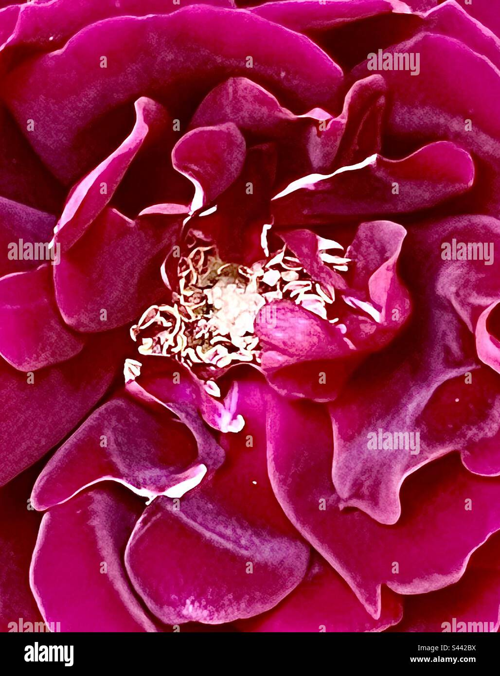 Rose two toned hi-res stock photography and images - Alamy