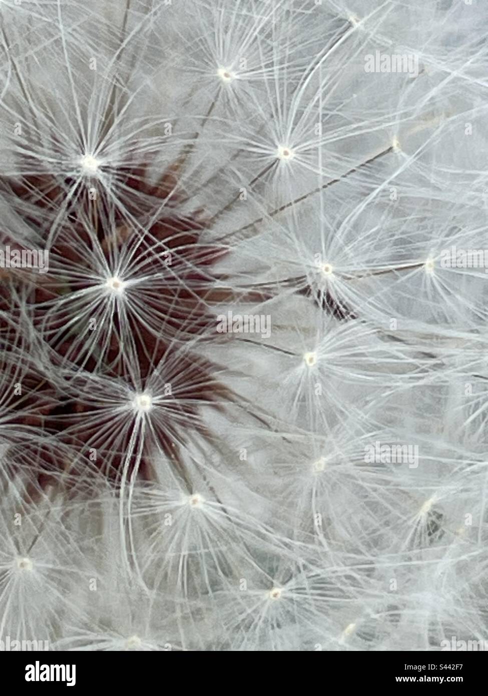 Dandelions stars hi-res stock photography and images - Alamy