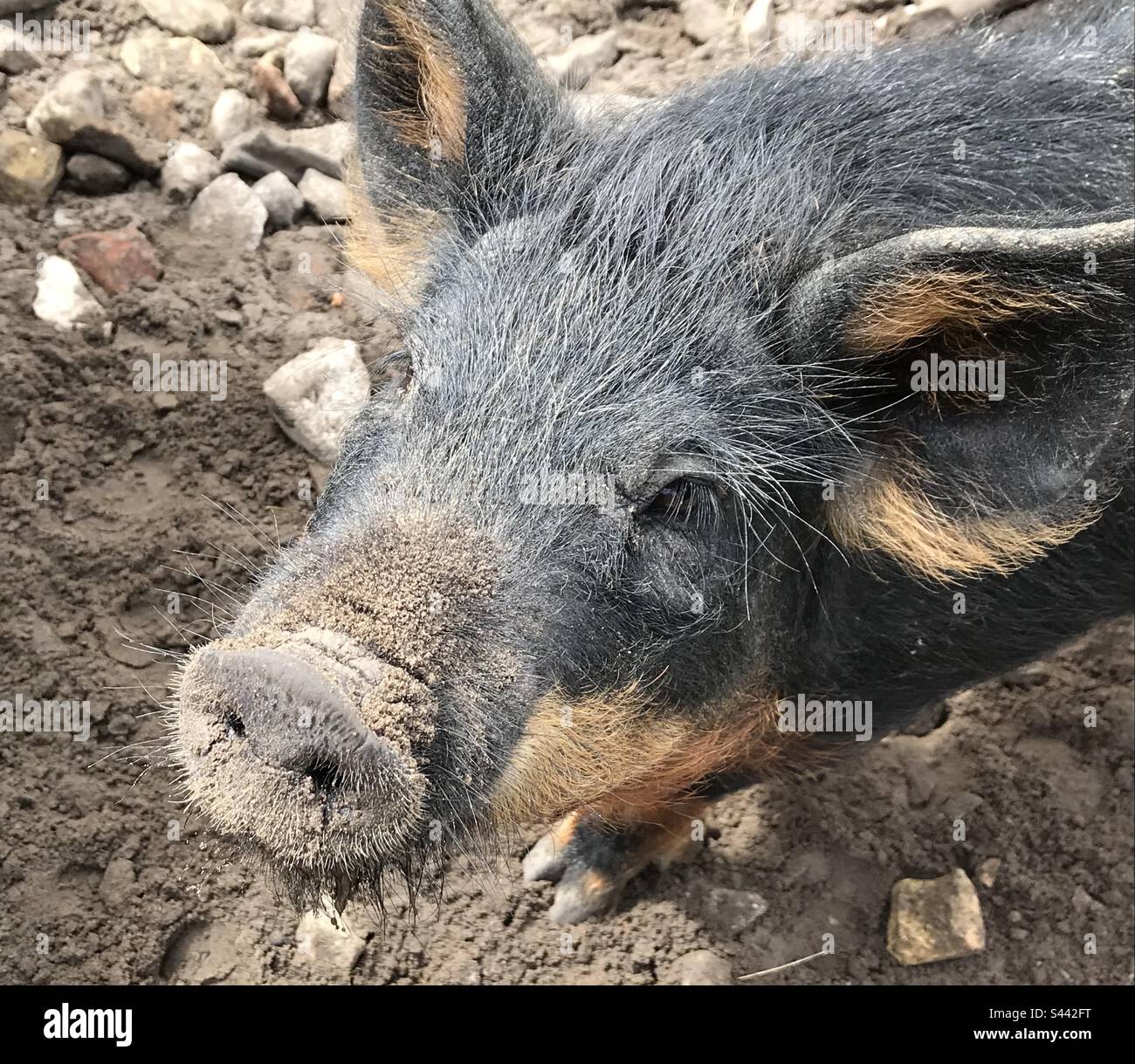 Happy pig hi-res stock photography and images - Alamy