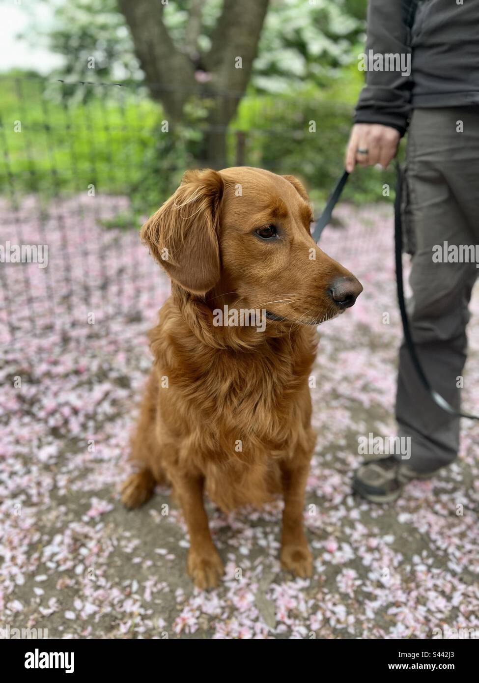 Red Golden Retrievers