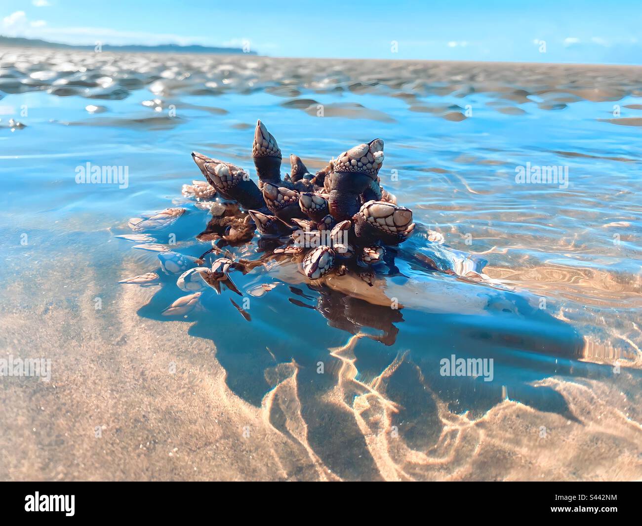 Sea Shell Creature Sitting in a Tidal Pool Stock Photo - Alamy