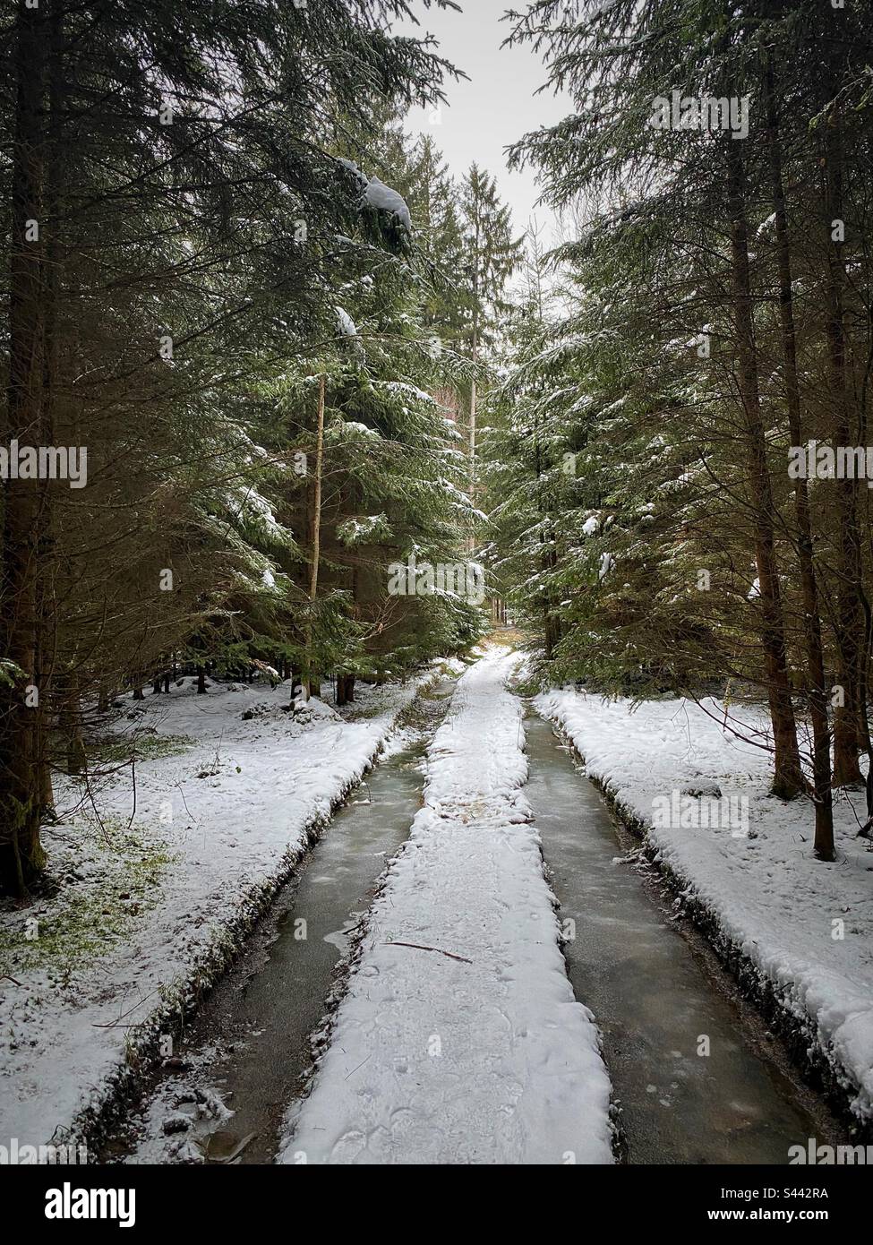 Path with snow through winter pine trees forest in the south of Munich ...